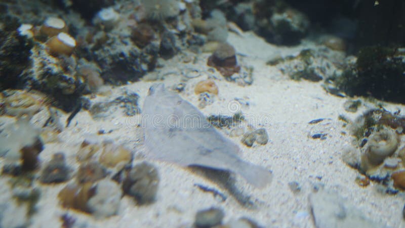Flat Fish Lying on the Bottom and Trying To Merge with the Mud. Stock ...