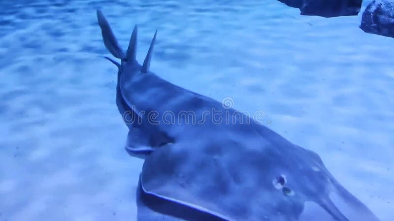 Flat Flounder Fish Swims in the Clear Water of the Aquarium Stock ...
