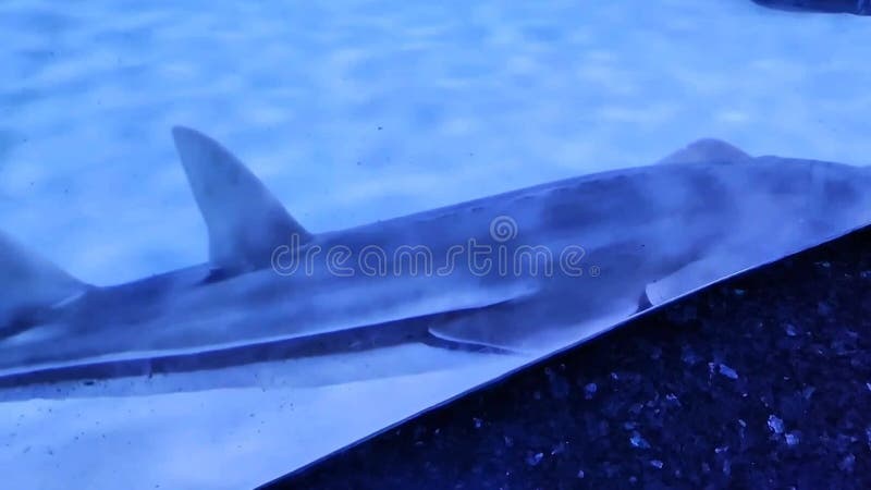 Flat Flounder Fish Swims in the Clear Water of the Aquarium Stock ...