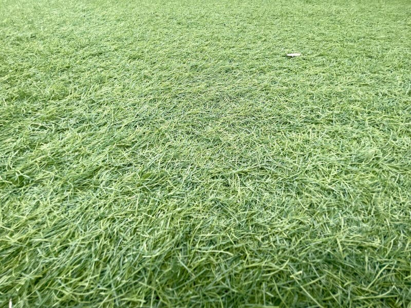Flat Green Artificial Grass Texture Background. Short Grass Pattern ...