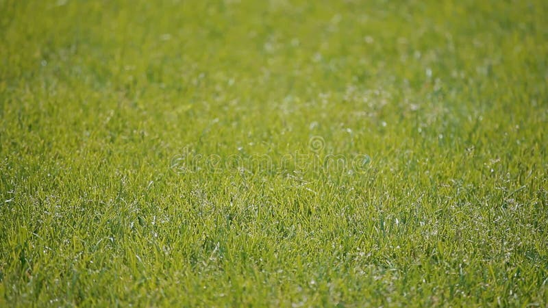 A flat green lawn stock video. Video of garden, large - 73440473