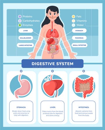 Flat Human Body Digestive System Infographic Stock Vector ...