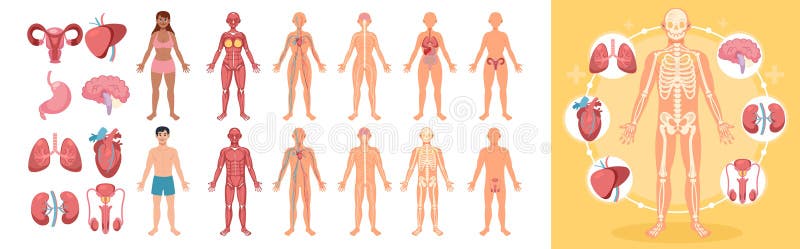 Human Body Medical Demographic Stock Vector - Illustration of liver ...