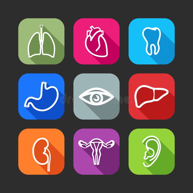 Vector Icon Set of Human Internal and External Organs in Flat Style ...
