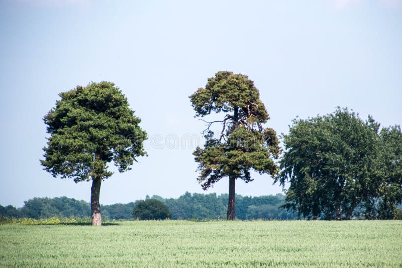 Flat Land Tree stock image. Image of land, landscape - 189084485