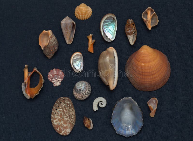 Flat Lay Arrangements of Sea Shells and Other Things Collected on ...