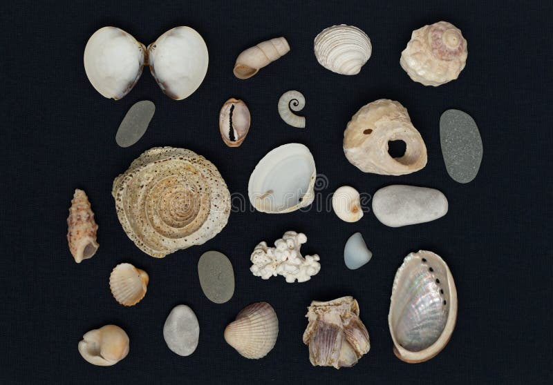 Flat Lay Arrangements of Sea Shells and Other Things Collected on ...