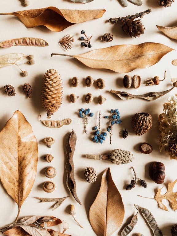 Flat Lay Autumn Composition. Knolling Made of Various Fall Forest ...