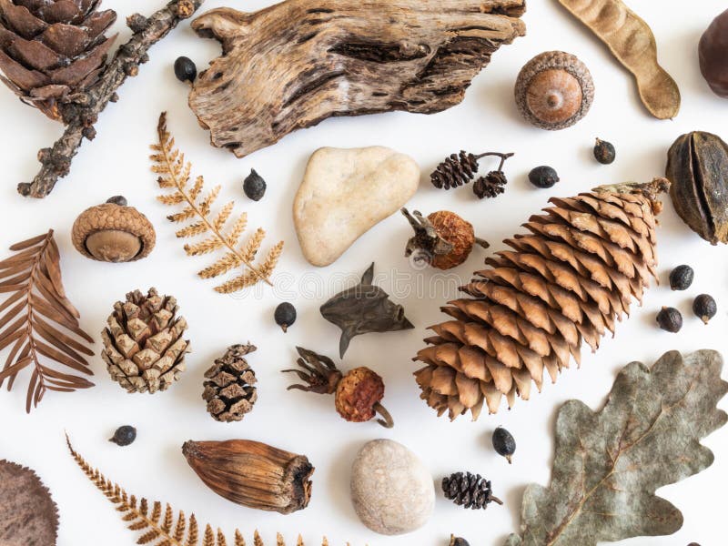 Flat Lay Autumn Composition. Natural Pattern of Various Fall Forest ...