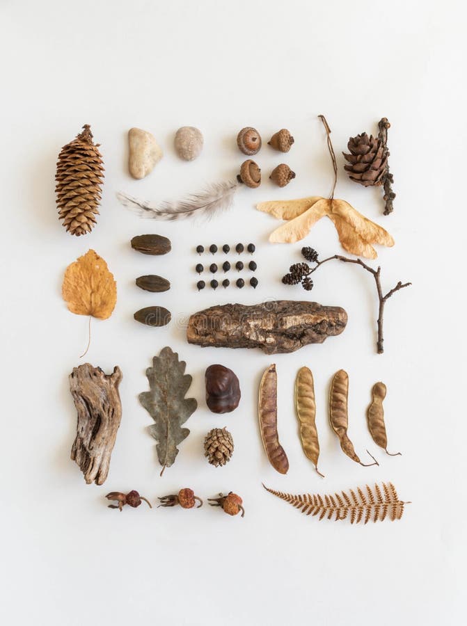 Flat Lay Autumn Composition of Various Autumn Forest Materials Stock ...