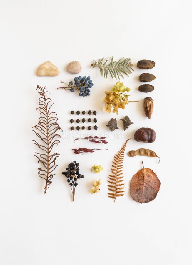 Flat Lay Autumn Composition of Various Autumn Forest Materials Stock ...
