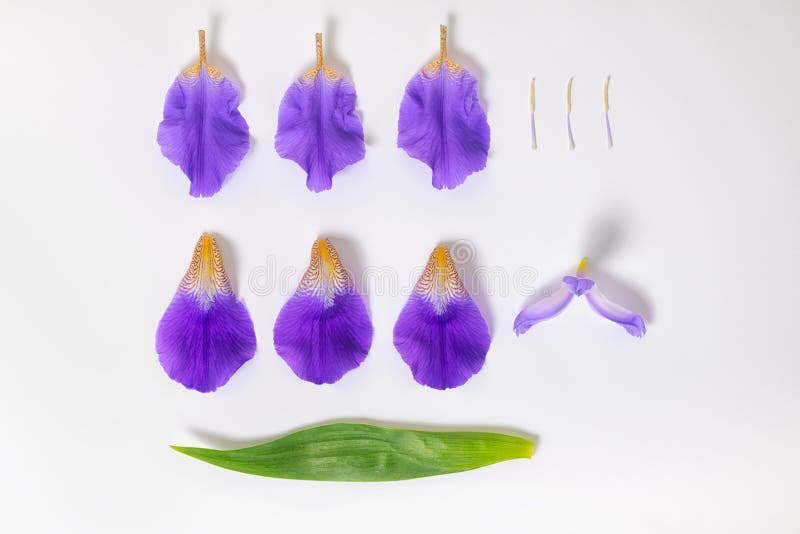 Flat Lay of Beautiful Disassembled Lilac Iris Flowers and Green Stock ...