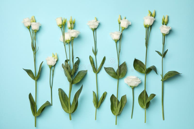 Flat Lay with Beautiful White Roses on Blue Background Stock Image ...
