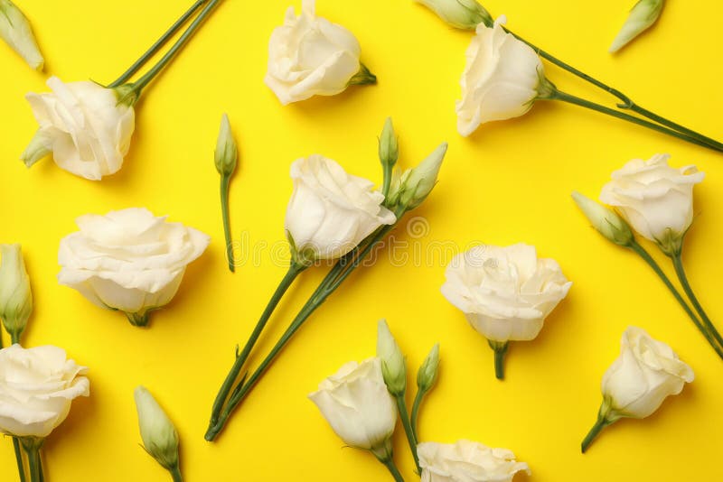 Flat Lay with Beautiful White Roses on Yellow Background Stock Image ...