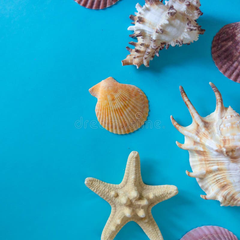 Flat Lay Blue Background with a Place for Text. Seashells Stock Photo ...