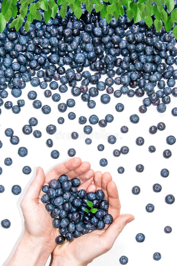 Blueberry Pattern and Handful of Blueberries Stock Image - Image of ...
