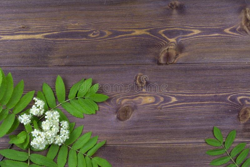 Flat Lay. Branches of Spring Trees with Flowers on the Table Stock ...