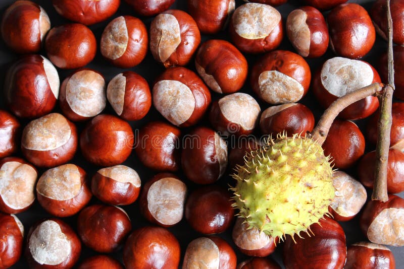 Green chestnut in a shell stock photo. Image of brown - 160107258