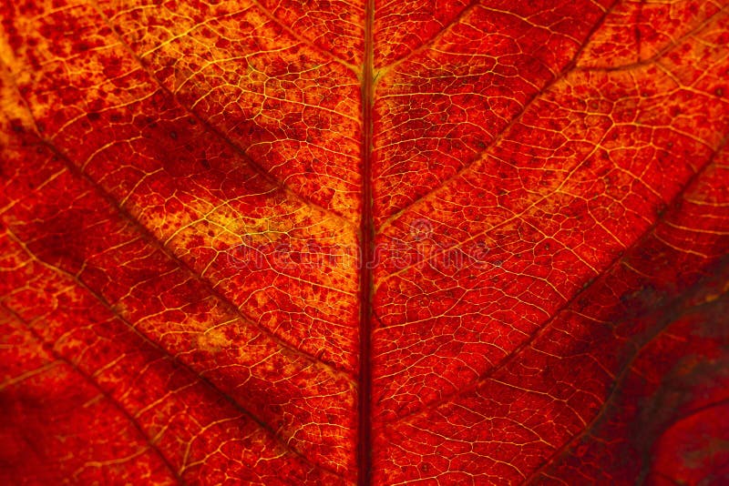 Flat Lay Close Up Autumn Leaf. High Quality Photo Stock Photo - Image ...