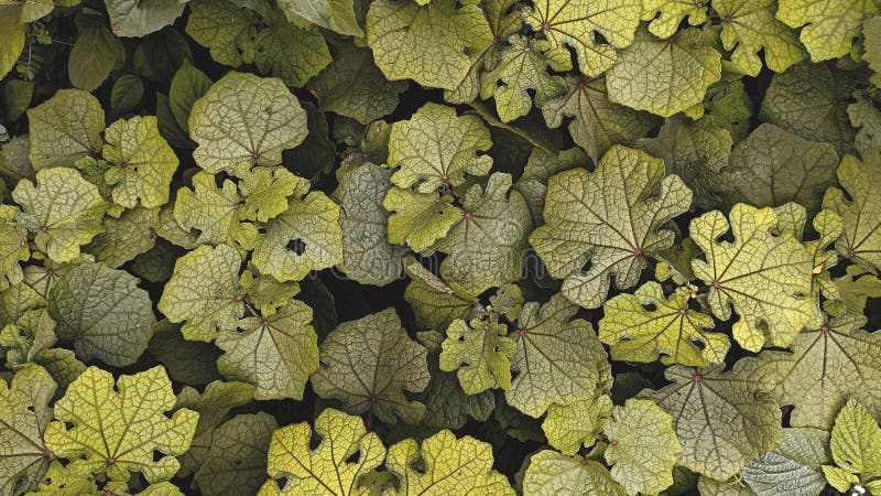 Flat Lay. Clusters of Leaves Form Beautiful Patterns and Textures Stock ...