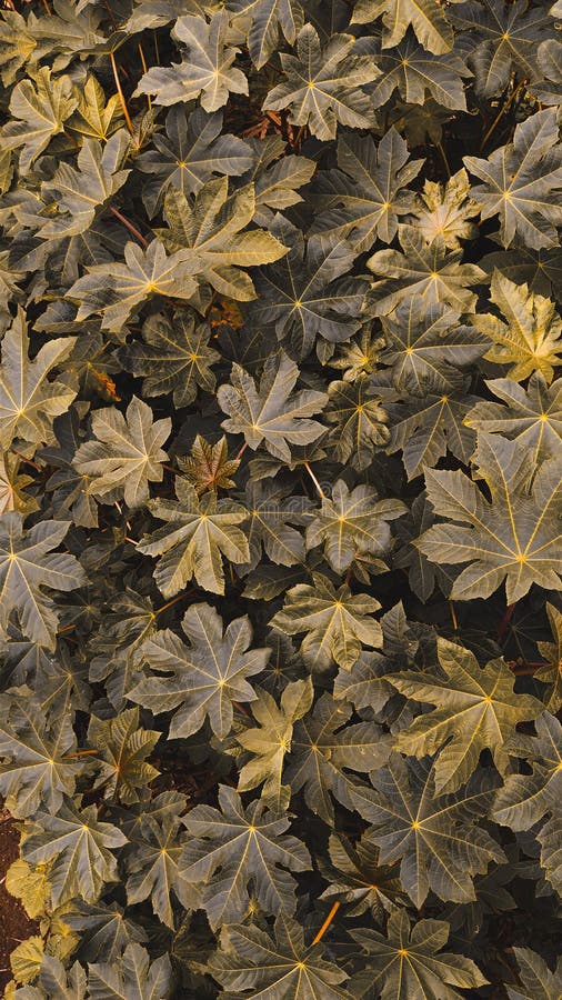 Flat Lay. Clusters of Leaves Form Beautiful Patterns and Textures Stock ...