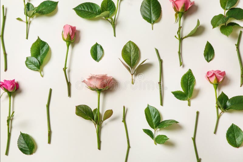 Flat Lay Composition with Beautiful Pink Roses and Leaves on White ...