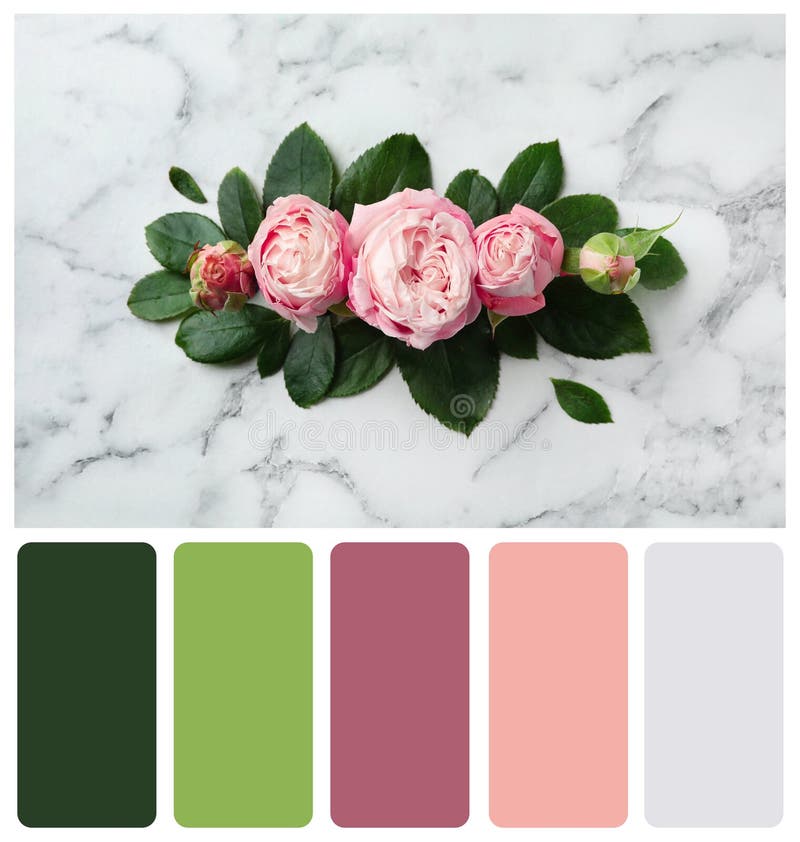 Flat Lay Composition of Beautiful Roses on Marble Background. Stock ...