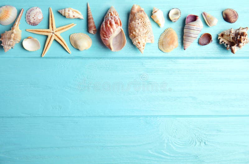 Flat Lay Composition with Beautiful Starfish and Sea Shells on Blue ...