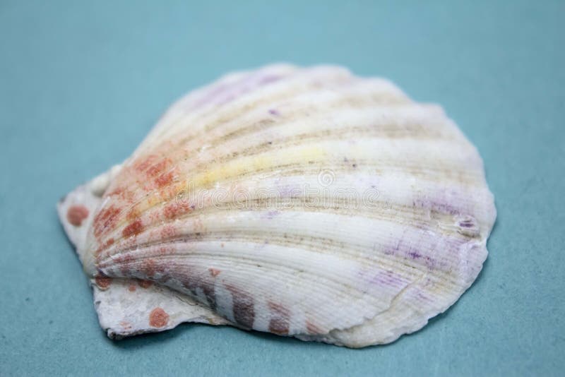 Flat Lay Composition with Beautiful Starfish Sea Shells on Blue Wooden ...