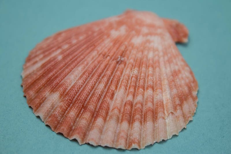 Flat Lay Composition with Beautiful Starfish Sea Shells on Blue Wooden ...