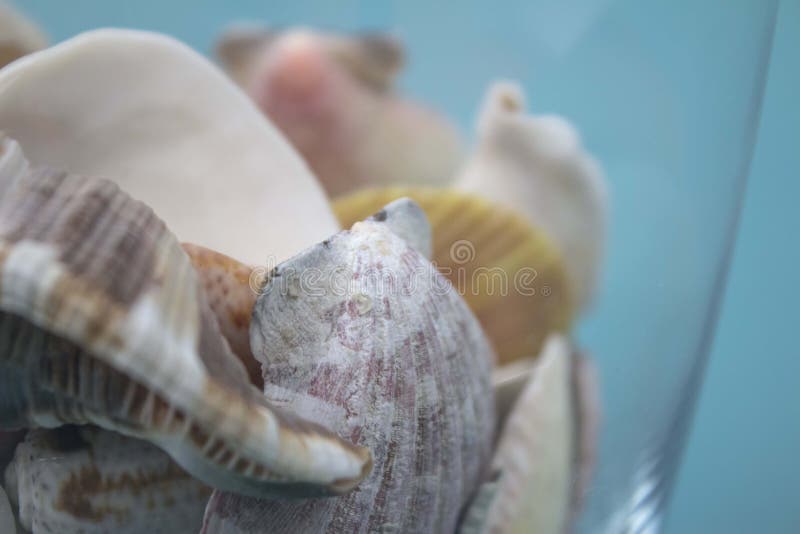Flat Lay Composition with Beautiful Starfish Sea Shells on Blue Wooden ...