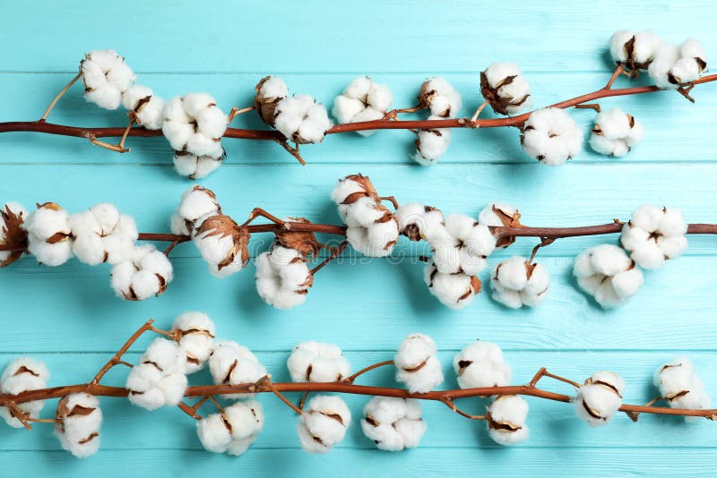 Flat Lay Composition with Branches of Cotton Plant on Blue Wooden ...