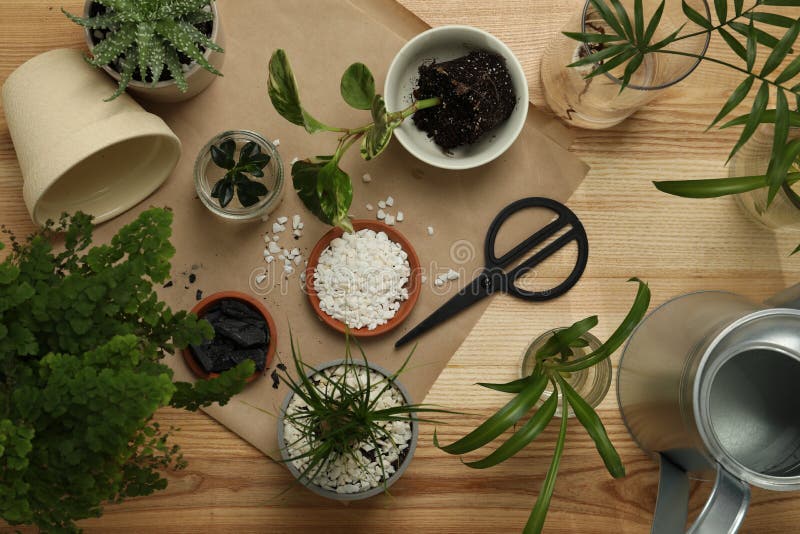 Flat Lay Composition with Different House Plants on Wooden Table Stock ...