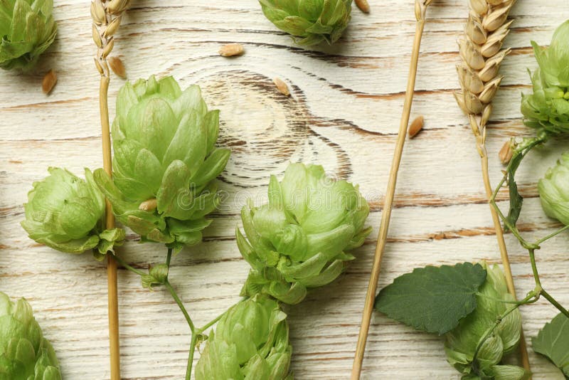 Flat Lay Composition with Fresh Green Hops and Wheat Ears on White ...