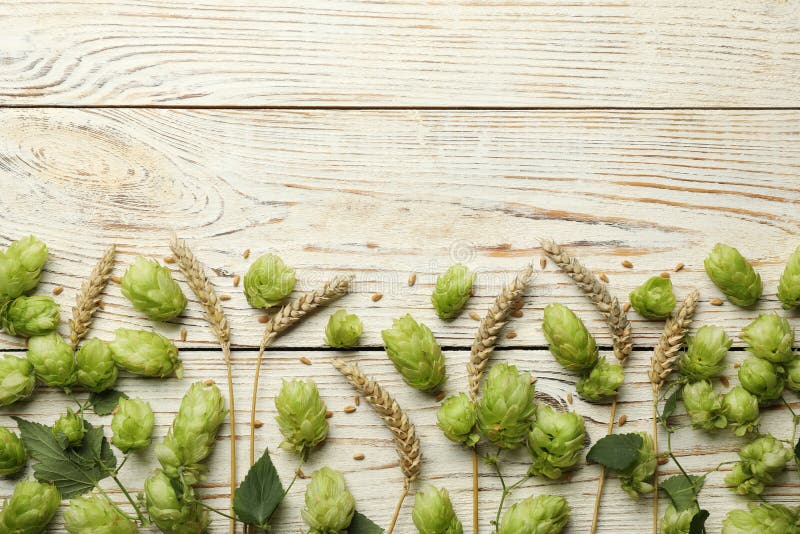Flat Lay Composition with Fresh Green Hops and Wheat Ears on White ...