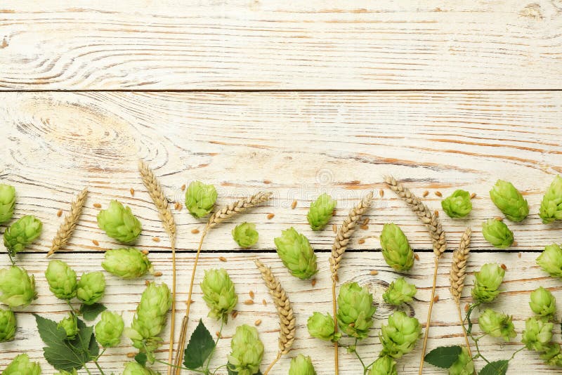 Flat Lay Composition with Fresh Green Hops and Wheat Ears on White ...