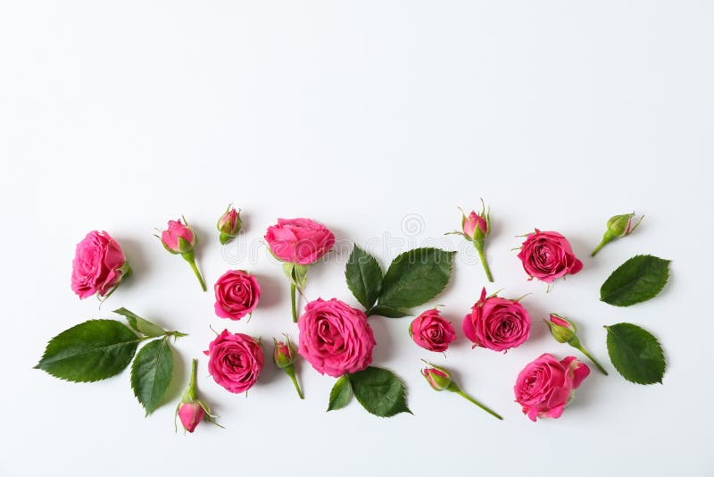 Flat Lay Composition with Roses and Petals on White Background Stock ...