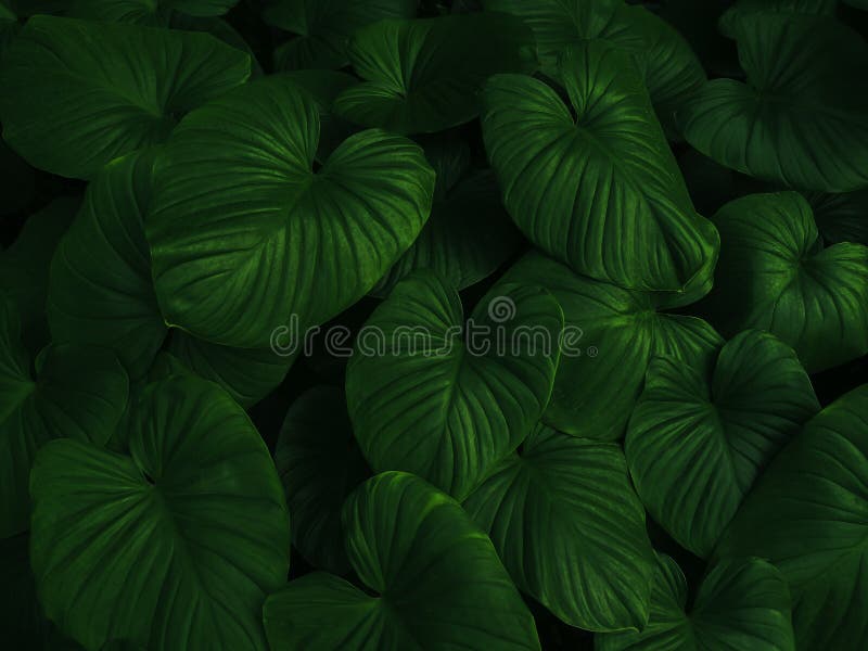 Flat Lay, Creative Layout Dark Green Leaves Texture Background. Empty ...