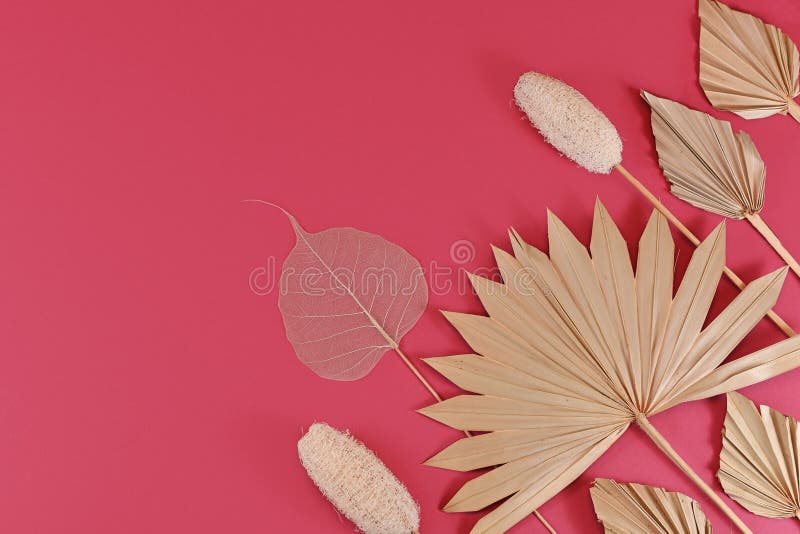 Flat Lay with Dried Exotic Plants Like Palm Leaf, Luffa and Skeleton ...