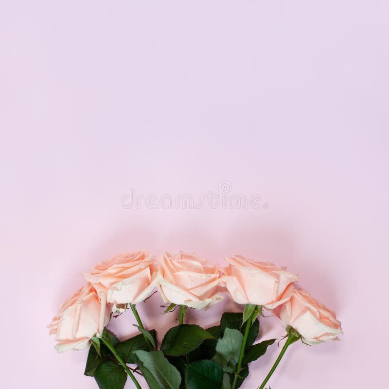 Flat Lay of Five Beautiful Roses Stock Photo - Image of design, pink ...
