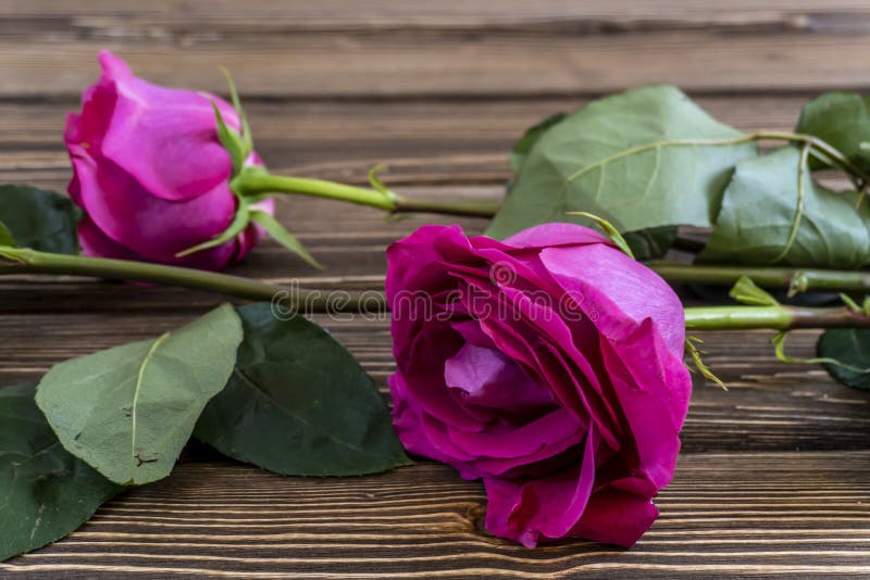 Flat Lay, Flower Layout Pink Roses on Wooden Background Stock Image ...
