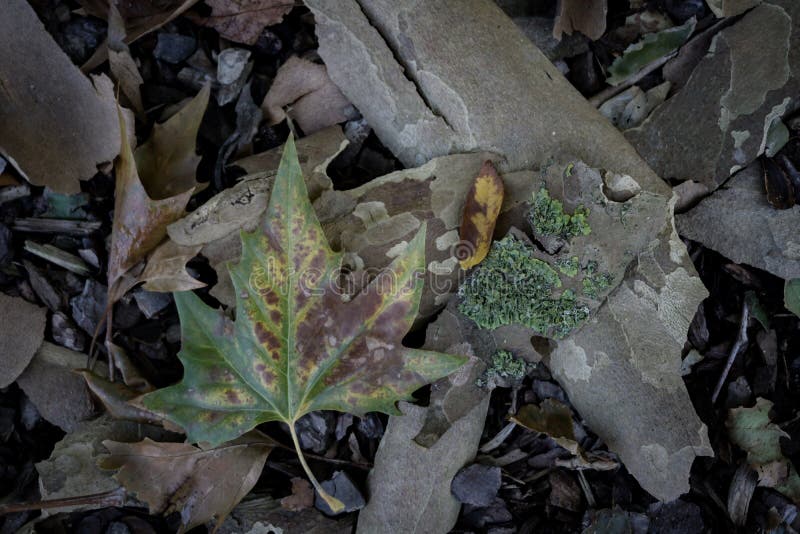 Flat Lay of Forest Ground Showing Leafs and Tree Bark Stock Image ...