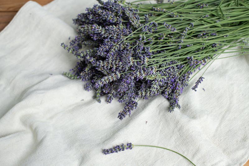 Flat Lay of Fresh Lavender Herbs on a White Cloth Stock Image - Image ...