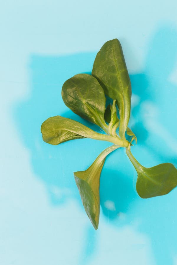 Flat Lay Fresh Mache Leaves Turquoise Background Top View Stock Photo ...