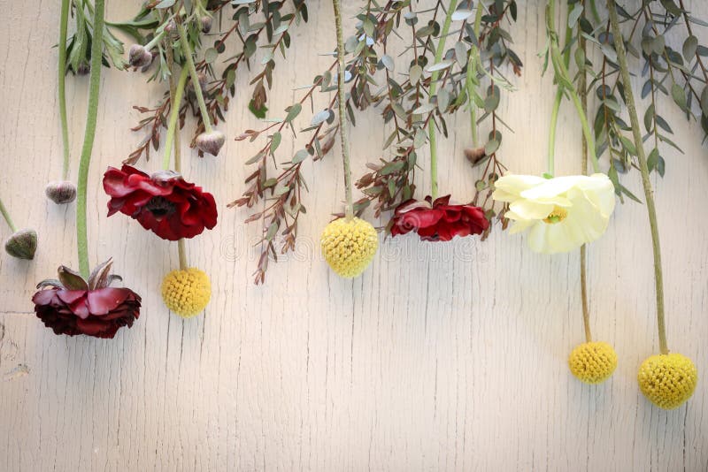 Delicate Billy Buttons Blooms on White Background Stock Image - Image ...