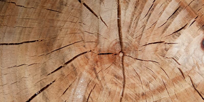 Flat Lay, Inside of Tree, Background for Your Element Design Stock ...