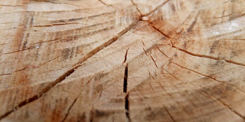 Flat Lay, Inside of Tree, Background for Your Element Design Stock ...