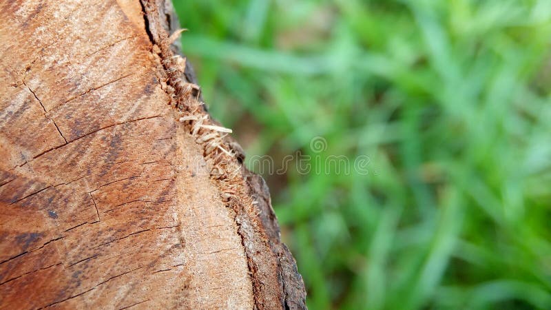 Flat Lay, Inside of Tree, Background for Your Element Design Stock ...