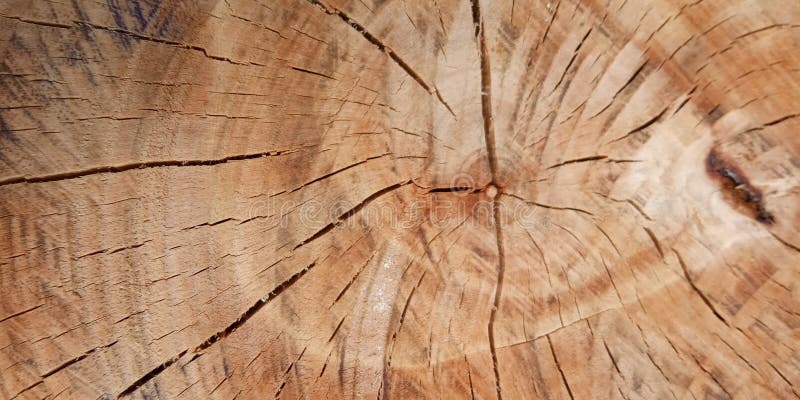 Inside a tree stock photo. Image of branch, park, light - 6360742