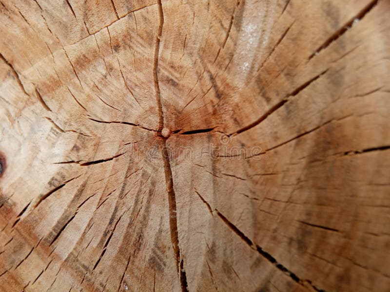 Flat Lay, Inside of Tree, Background for Your Element Design Stock ...